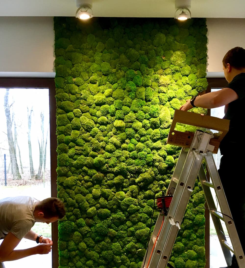 ¿Qué es el musgo preservado? - Musgos Preservados